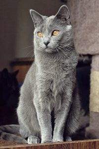 Chartreux Characteristics – Chartreux Cat Club UK