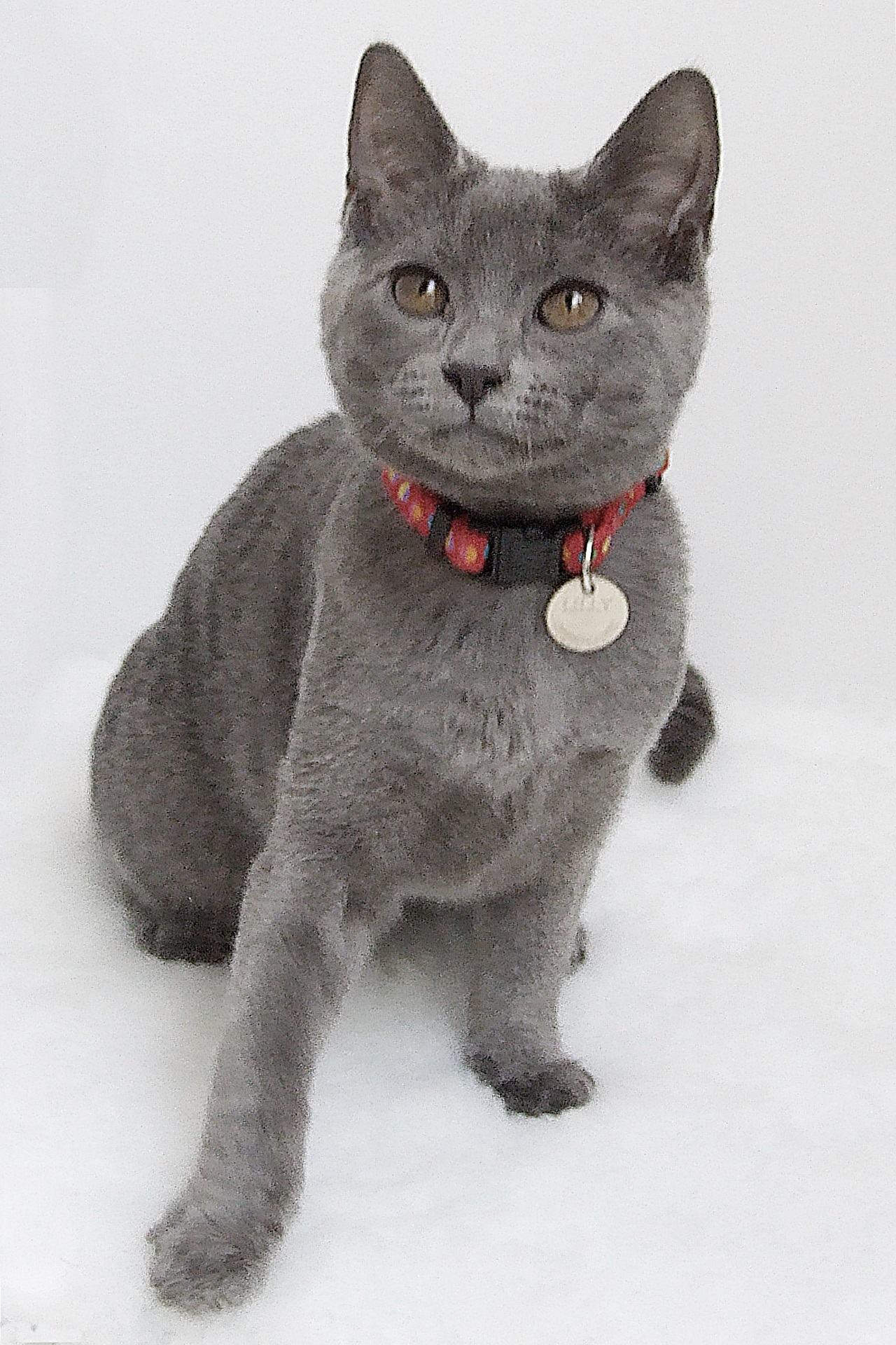 Kittens – Chartreux Cat Club UK