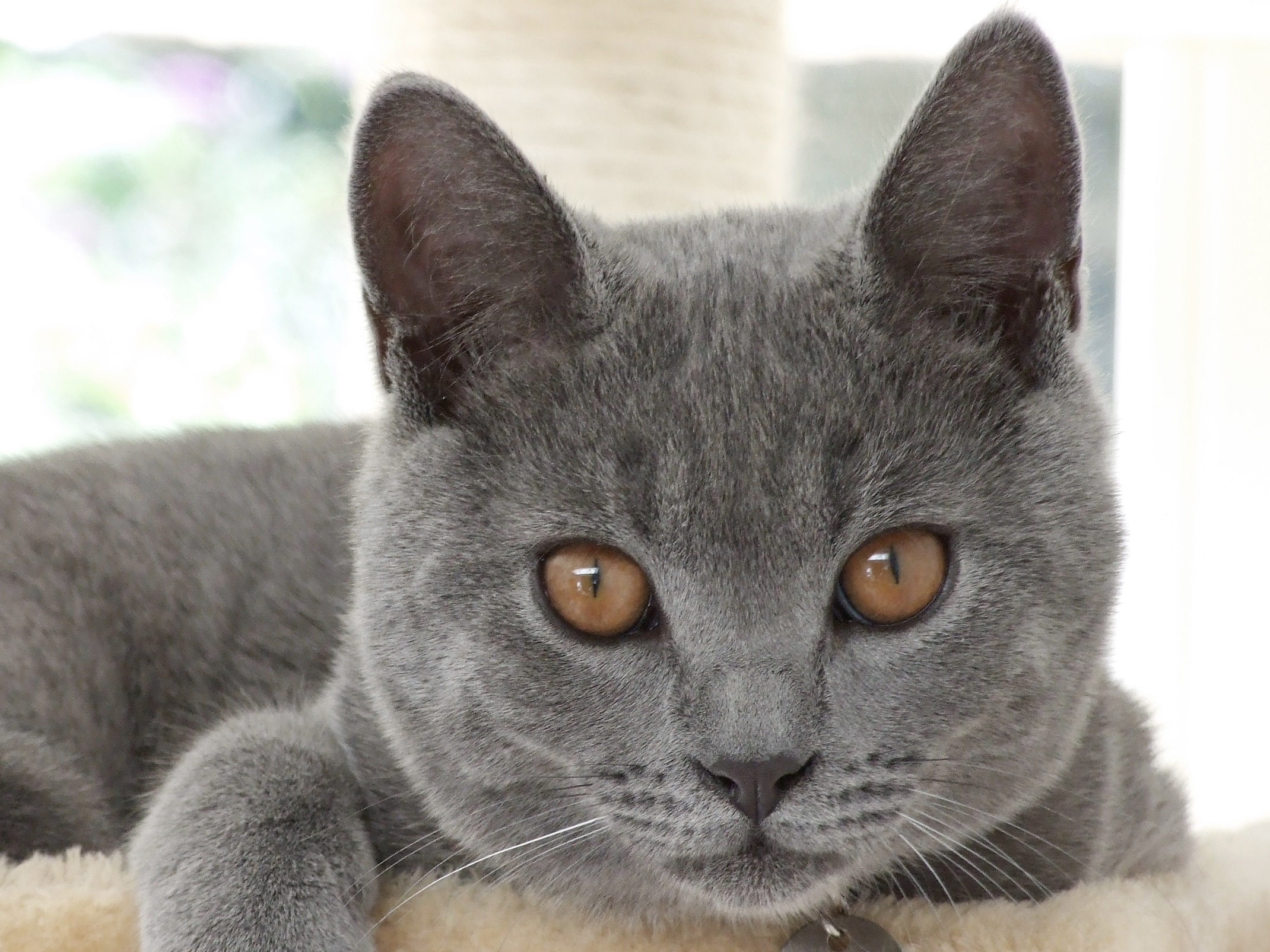 Chartreux Cat Club UK