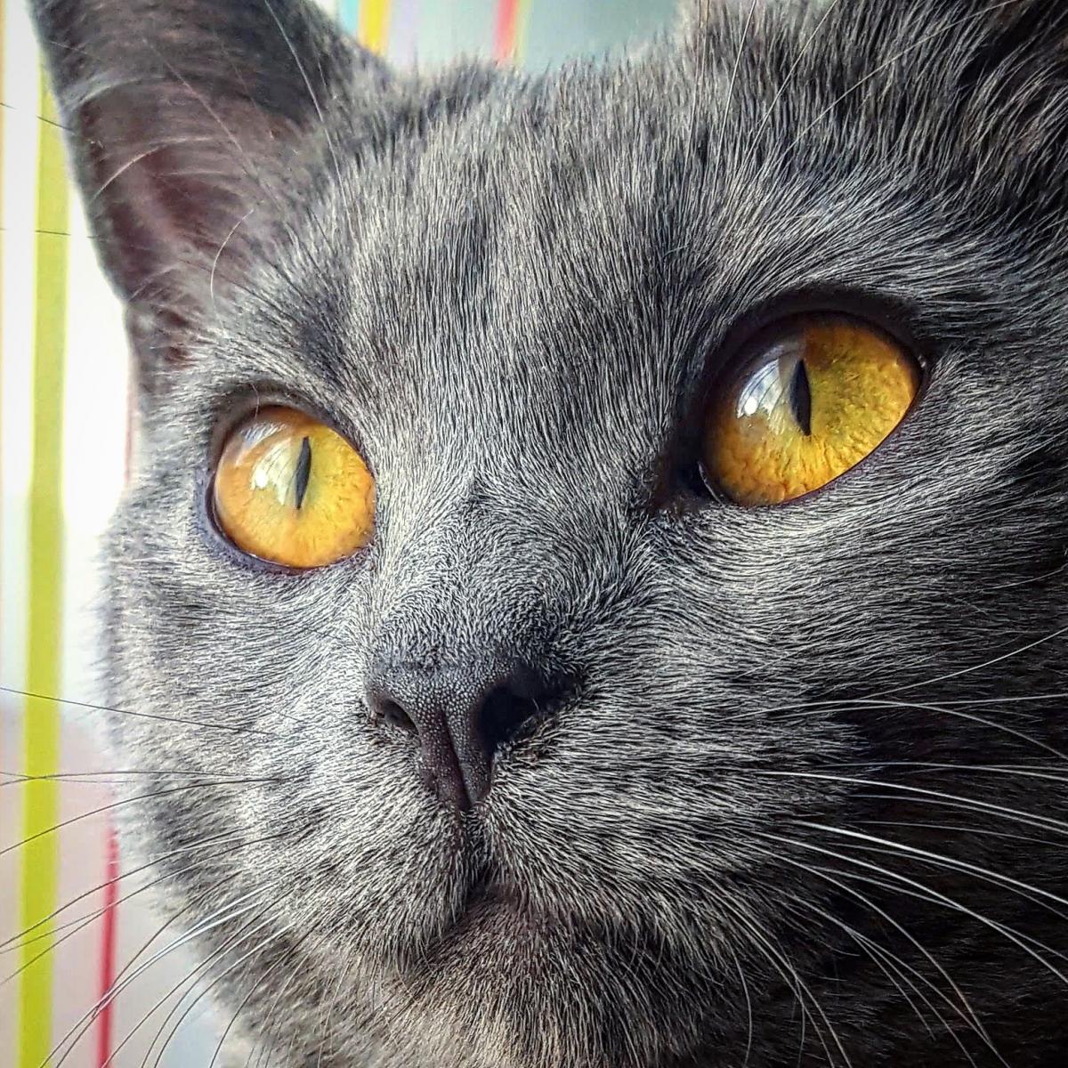 Chartreux Characteristics – Chartreux Cat Club UK