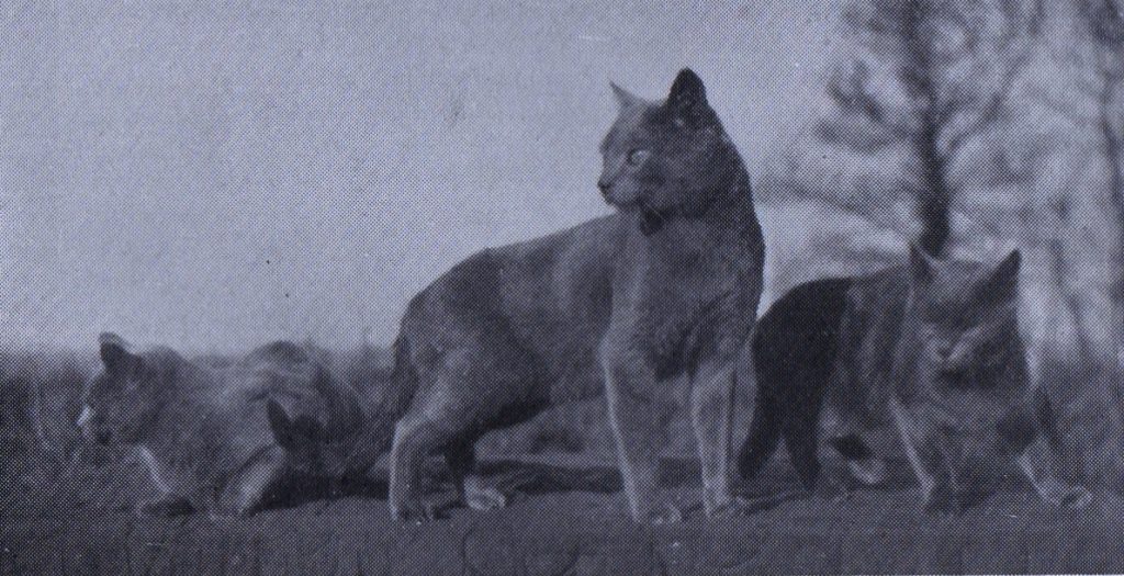 Chartreux Characteristics – Chartreux Cat Club UK