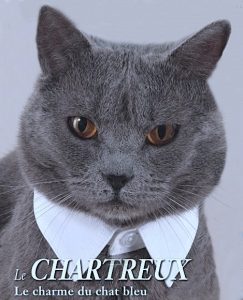 Chartreux Cat Club UK – Our primary aim is to promote and establish the ...