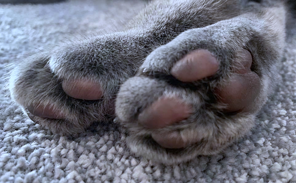 Chartreux Characteristics – Chartreux Cat Club UK