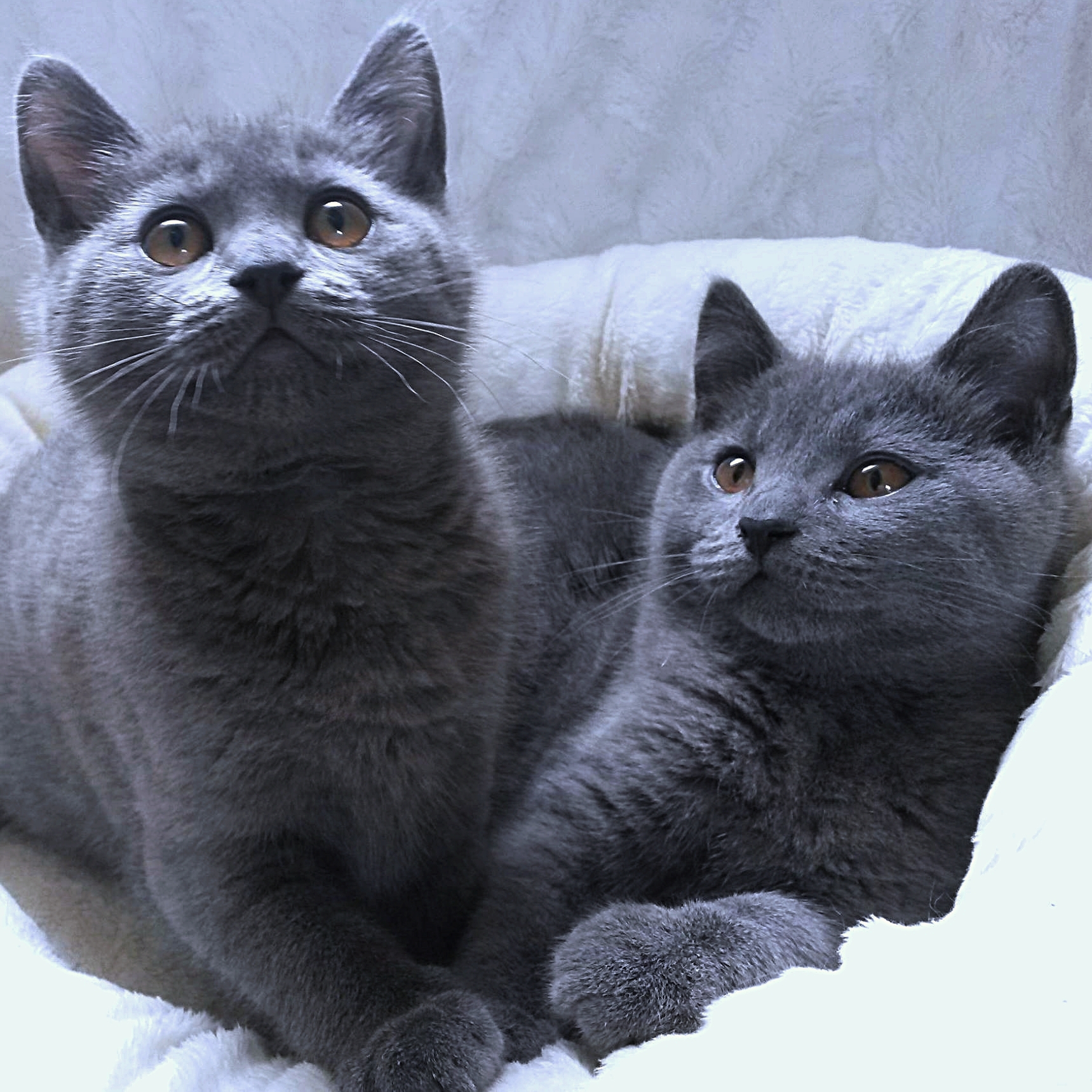 Kittens – Chartreux Cat Club UK