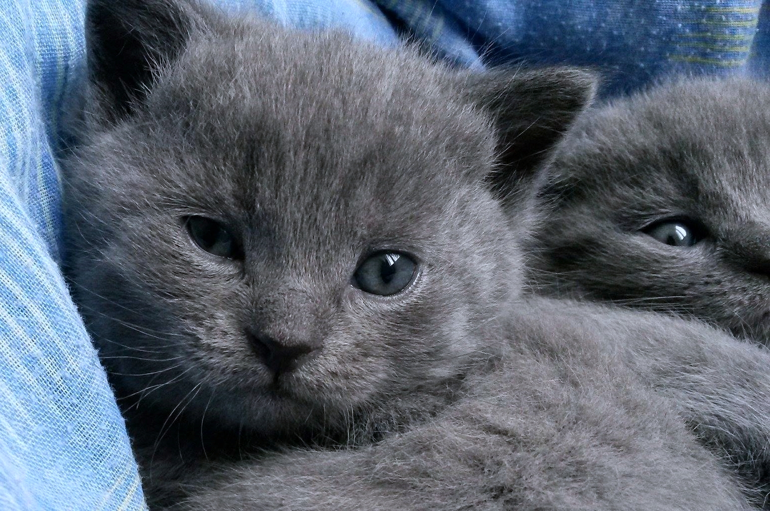Kittens – Chartreux Cat Club UK