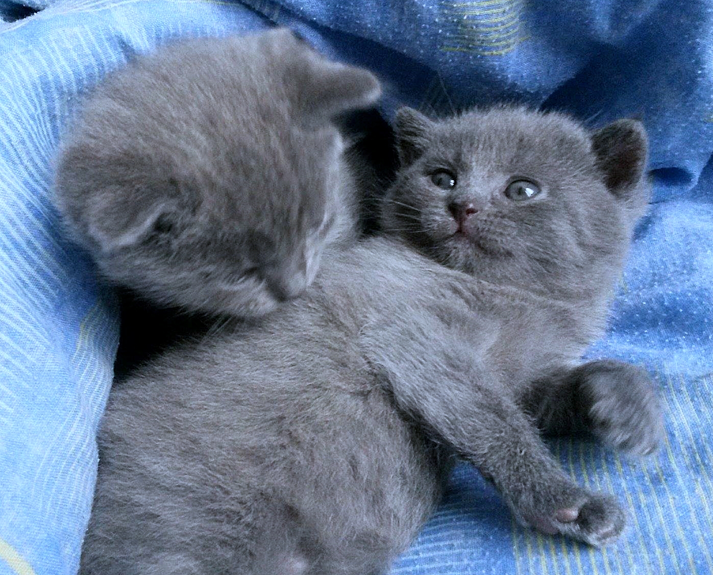 Kittens – Chartreux Cat Club UK