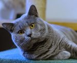 Chartreux Characteristics – Chartreux Cat Club UK