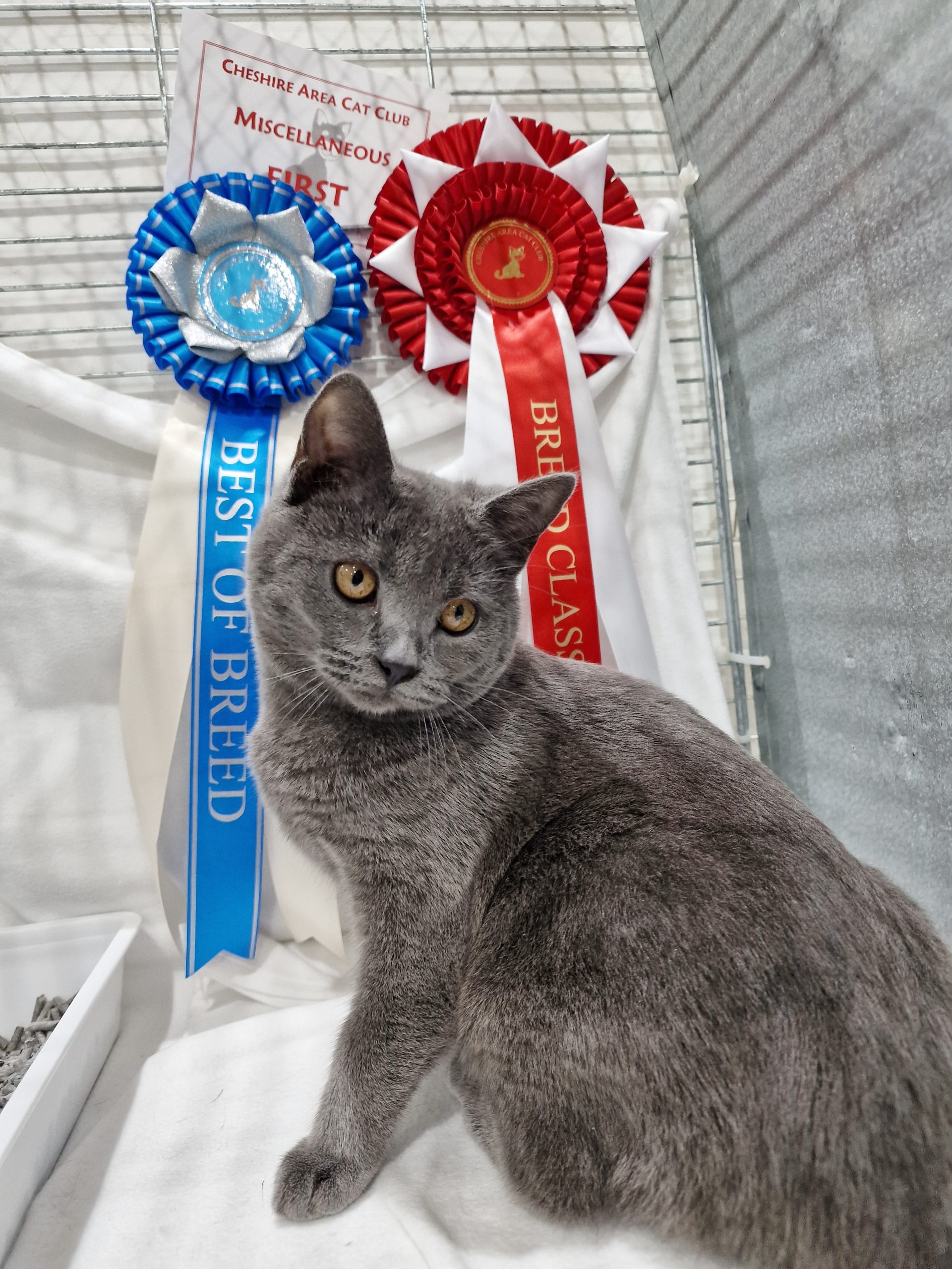 Showing your Chartreux – Chartreux Cat Club UK