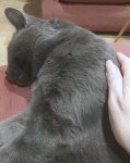 Chartreux Characteristics – Chartreux Cat Club UK