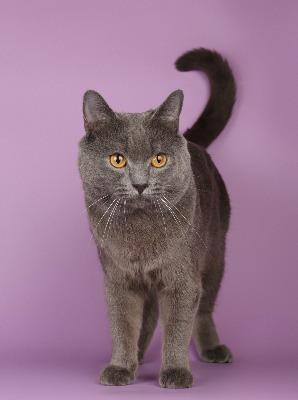 GCCF Standard of Points – Chartreux Cat Club UK