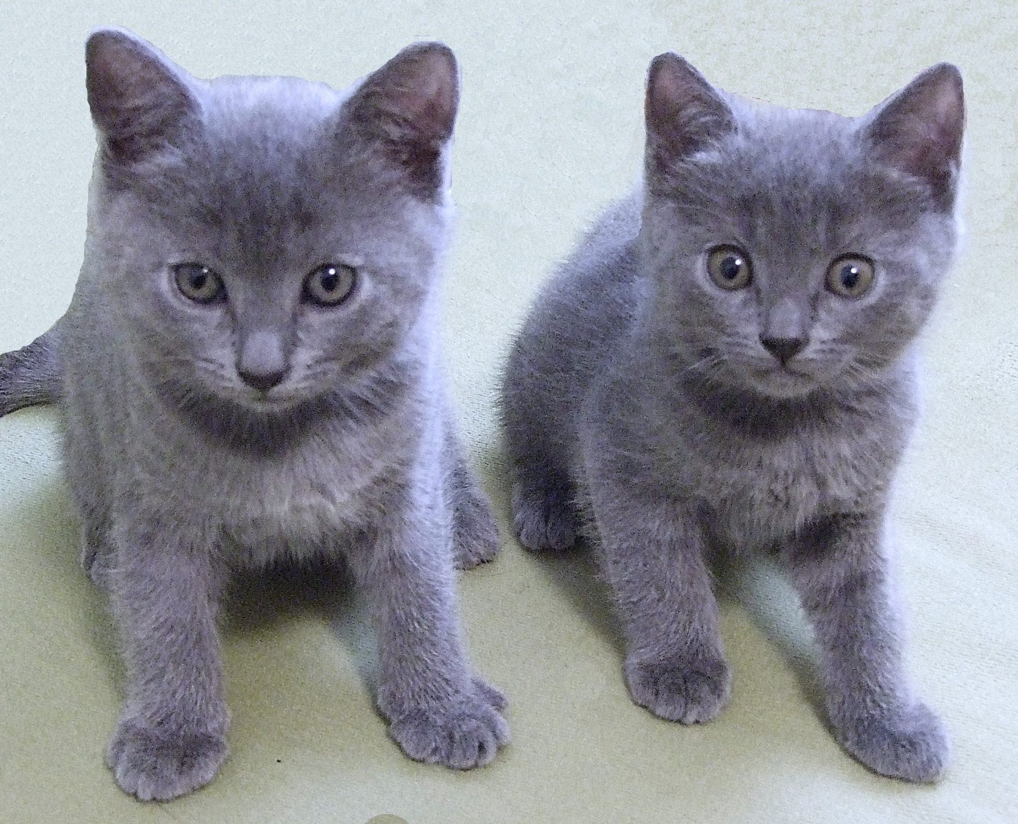 Contact Us – Chartreux Cat Club UK