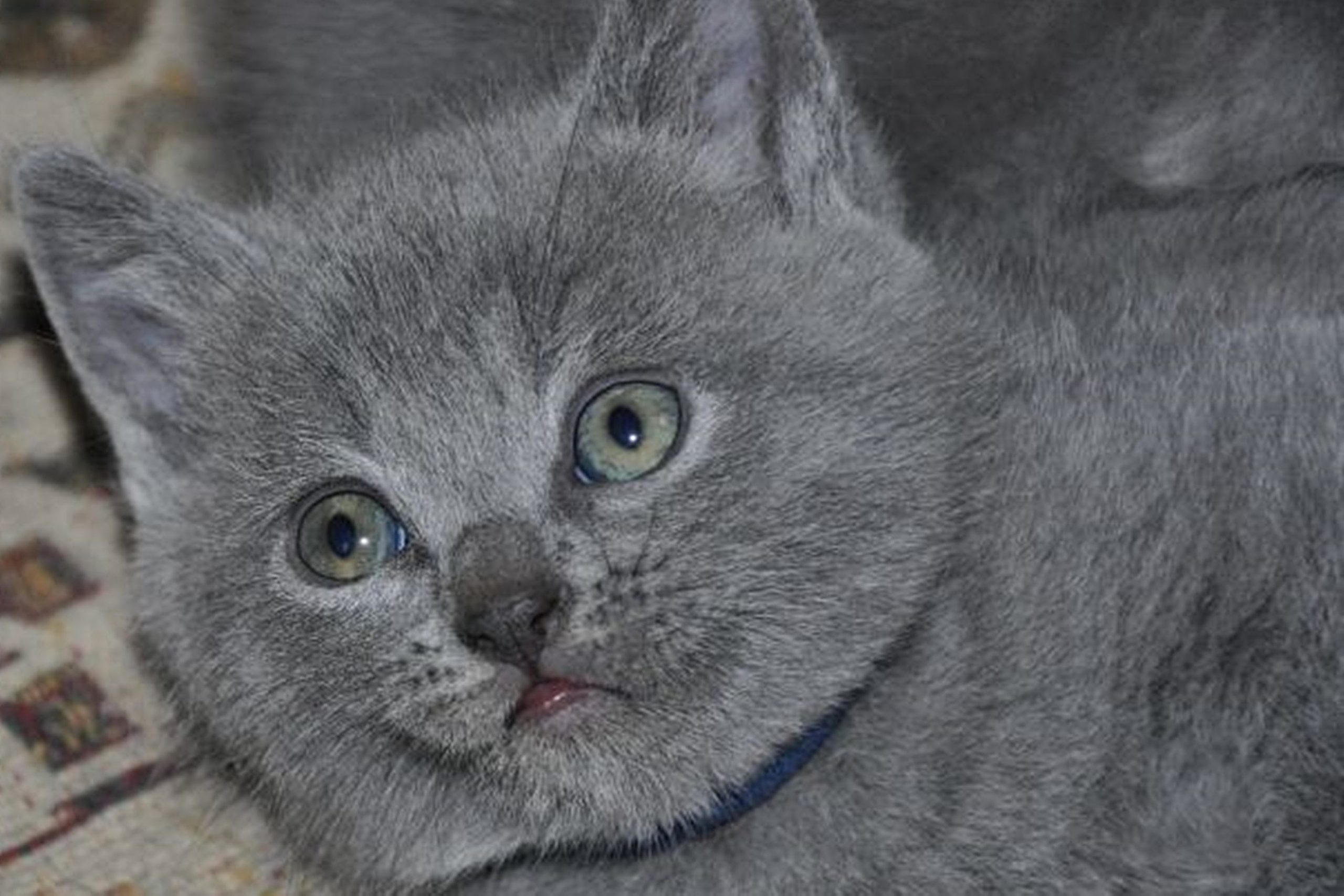 Kittens – Chartreux Cat Club UK