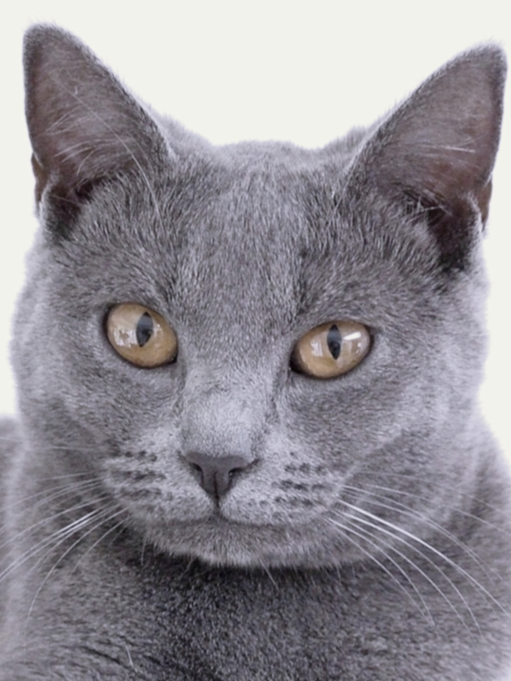 Juveniles and Adults – Chartreux Cat Club UK
