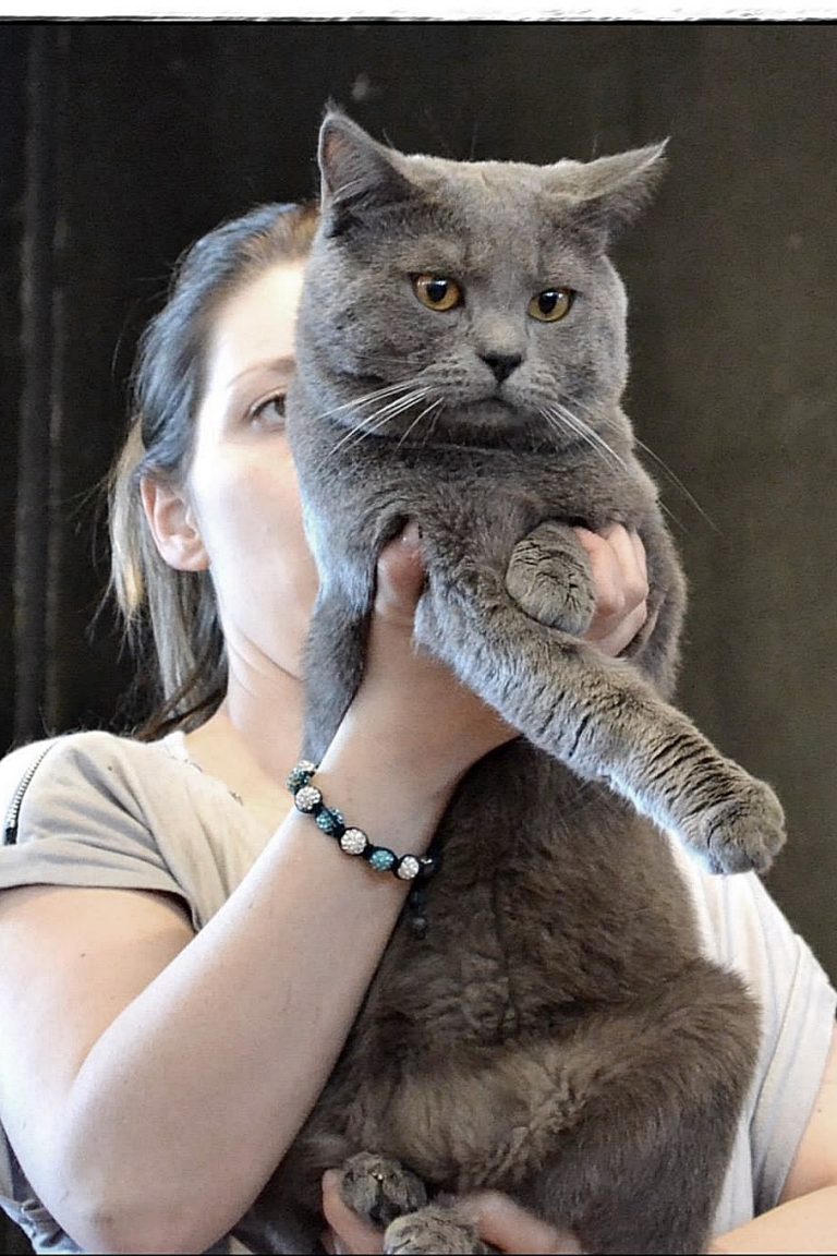 Showing your Chartreux – Chartreux Cat Club UK