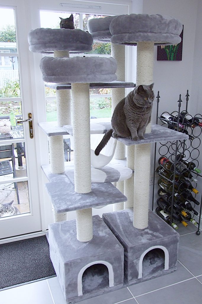 Caring for your Chartreux – Chartreux Cat Club UK