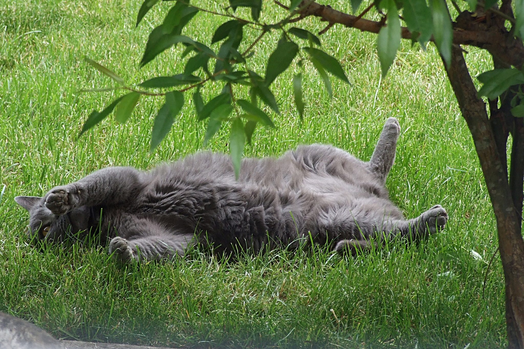 Caring for your Chartreux – Chartreux Cat Club UK