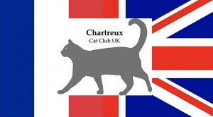 Chartreux Cat Club UK – Our primary aim is to promote and establish the ...